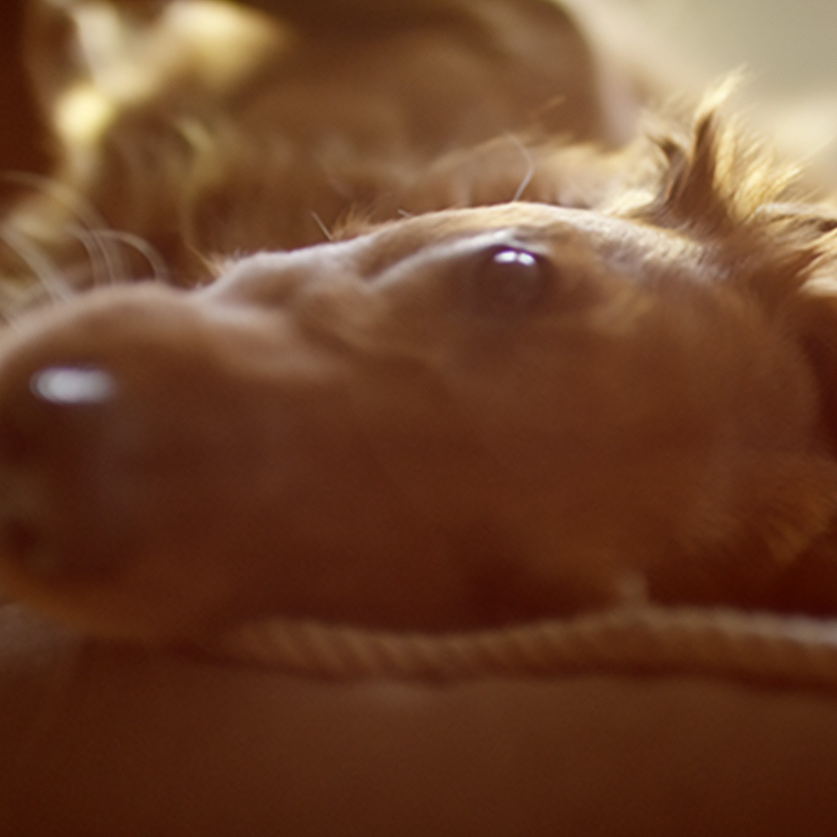 Sunrise Commercial - FAST EFFECT